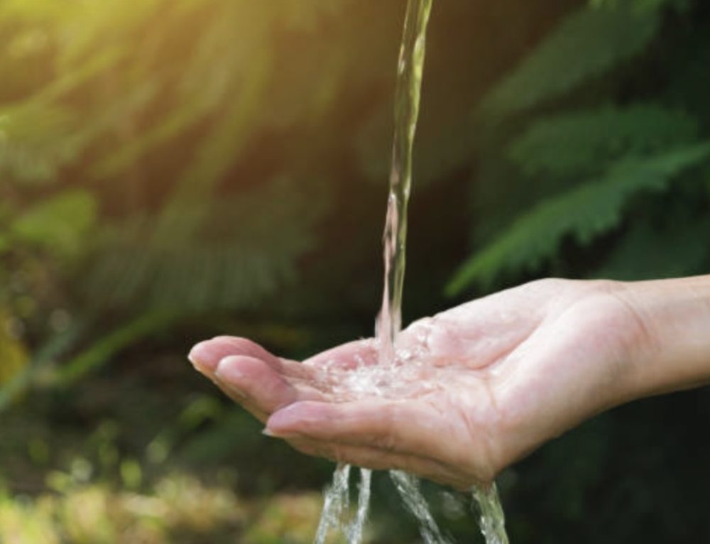 Plant of the Month: Trailing Dalea (Dalea Greggii) - CV Water Counts