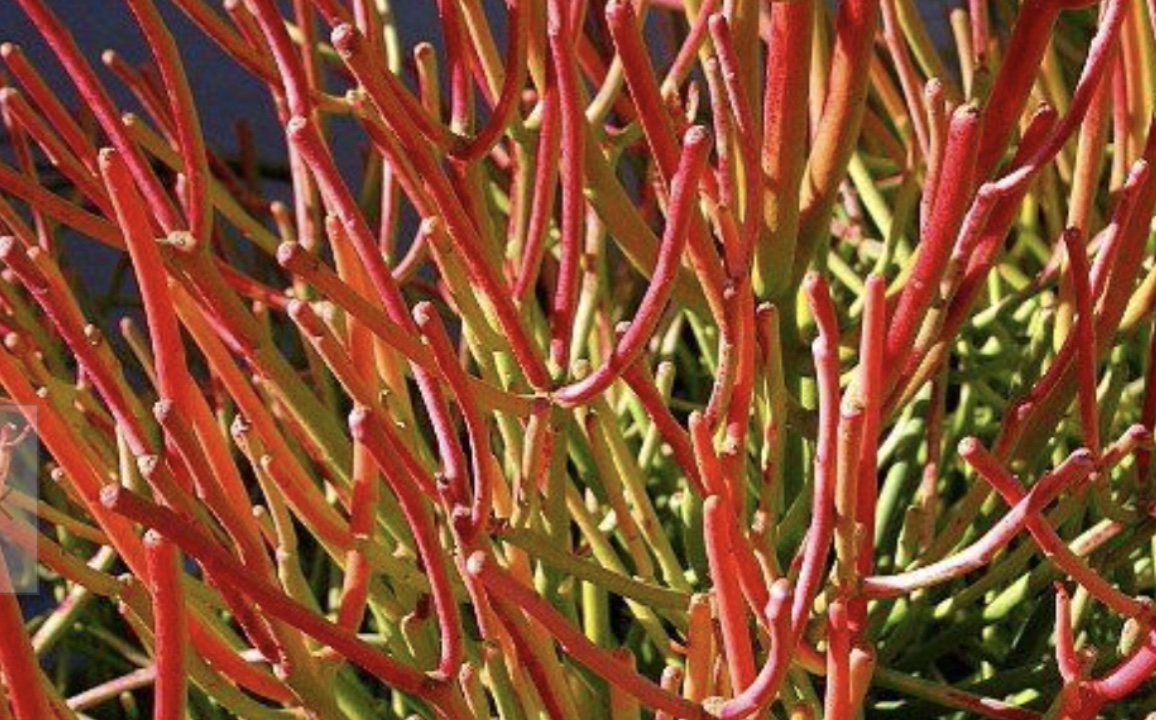 Euphorbia Lathyris Calflora