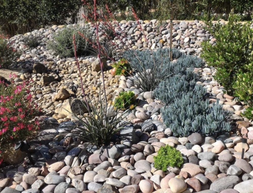 Plant of the Month: Trailing Dalea (Dalea Greggii) - CV Water Counts