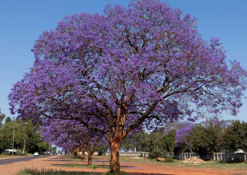 Plant of the Month: Jacaranda (Jacaranda Acutifolia) - CV Water Counts