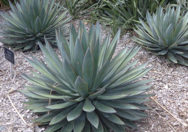 Plant of the Month: Blue Glow Agave - CV Water Counts