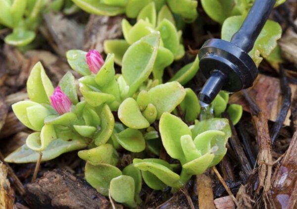 Landscaping Tip of the Month: Drip Conversions - CV Water Counts