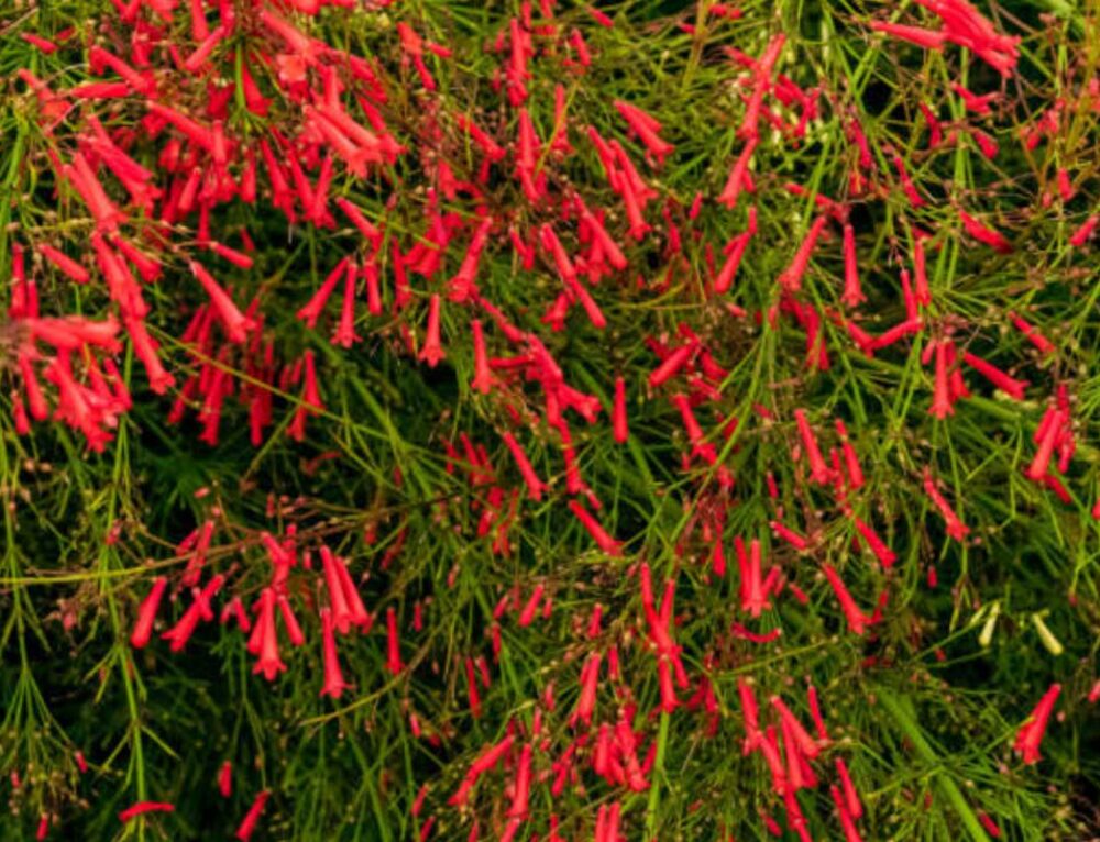 Plant of the Month: Cleveland Sage, Chaparral Sage (Salvia Clevelandii ...