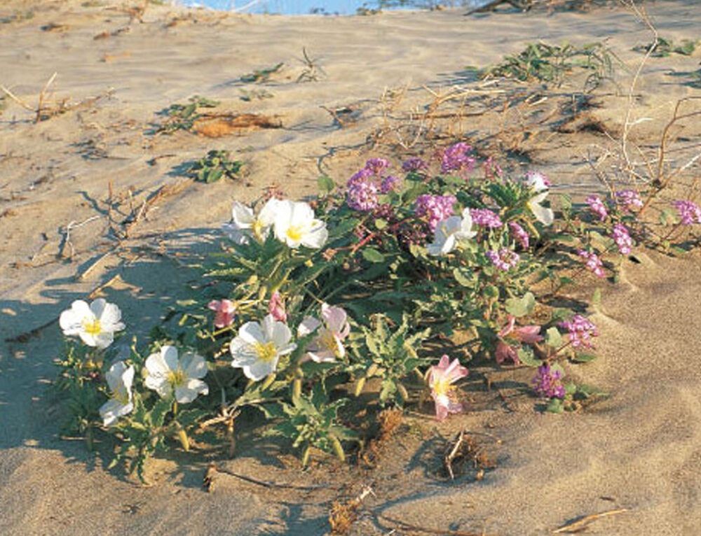 Landscaping Tip Of The Month: Add A Dry Creek To Your Landscape - CV ...