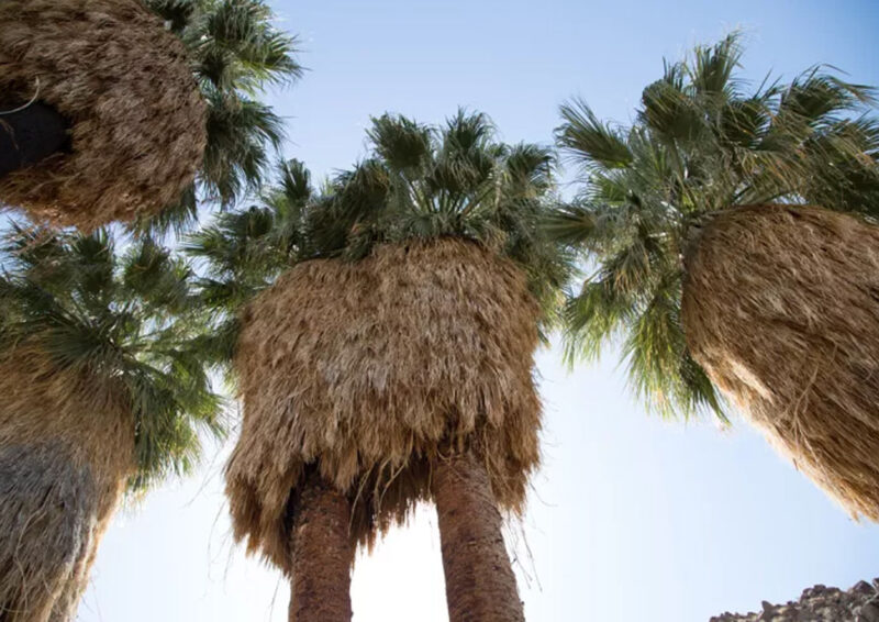 Plant Of The Month: California Fan Palm (Washingtonia Filifera) - CV ...