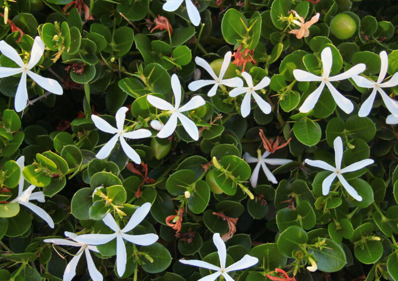 Plant Of The Month: Natal Plum (Carissa Macrocarpa) - CV Water Counts