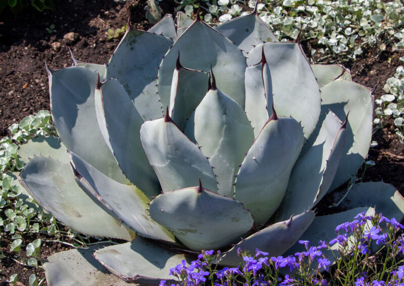 Plant of the Month: Artichoke Agave (Agave Parryi V. Truncata) - CV ...