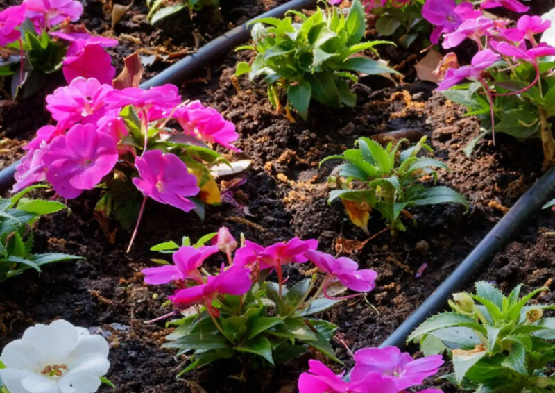 Landscaping Tip Of The Month: Diy: Replace Sprinklers With Drip ...