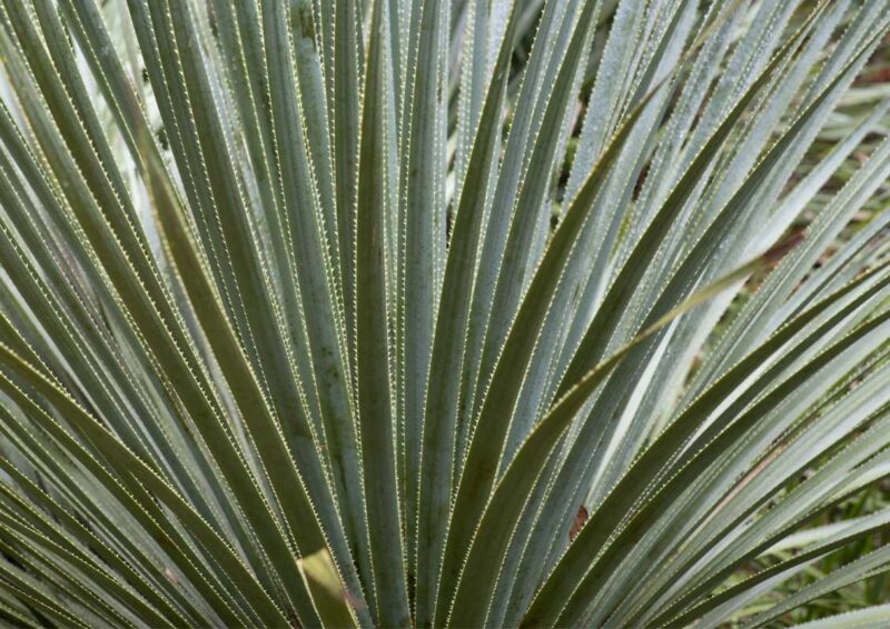 Plant Of The Month: Desert Spoon, Sotol (Dasylirion Wheeleri) - CV ...