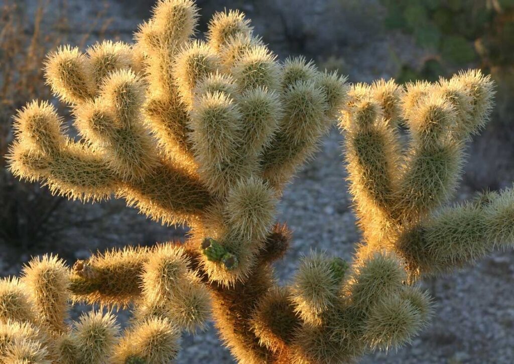 Plant of the Month_Teddy Bear Cholla - CV Water Counts