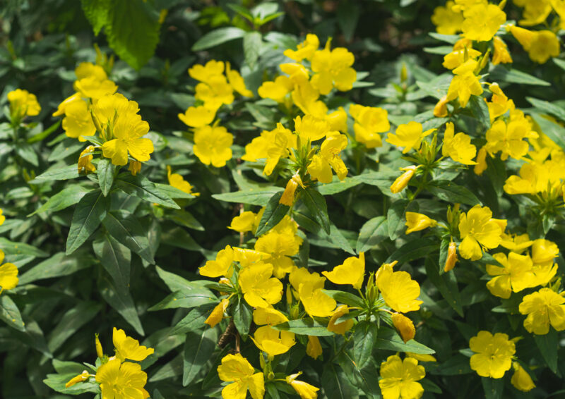 Plant Of The Month: Calylophus Hartwegii - CV Water Counts