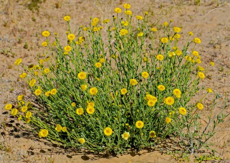 Plant of the Month: Desert Marigold (Baileya Multiradiata) - CV Water ...